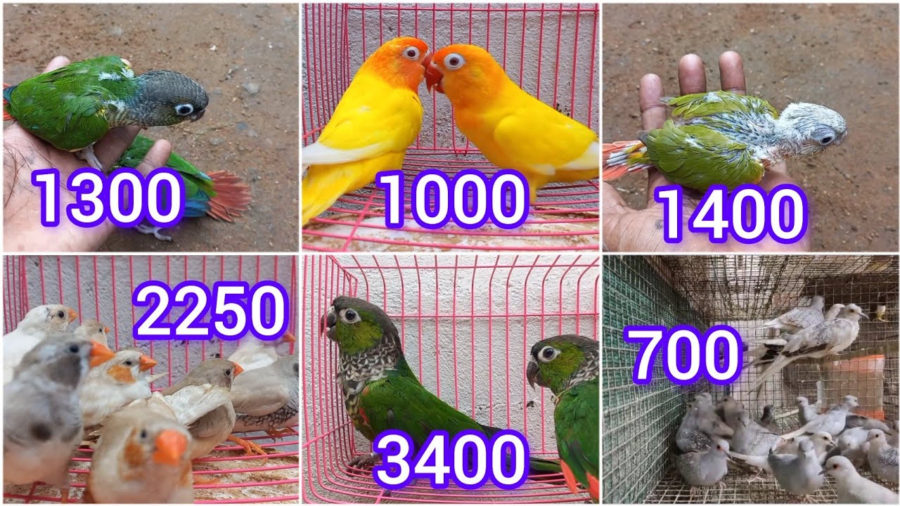 Diamond dove /African /jampo finches /conure /Nagercoil brothers - YouTube