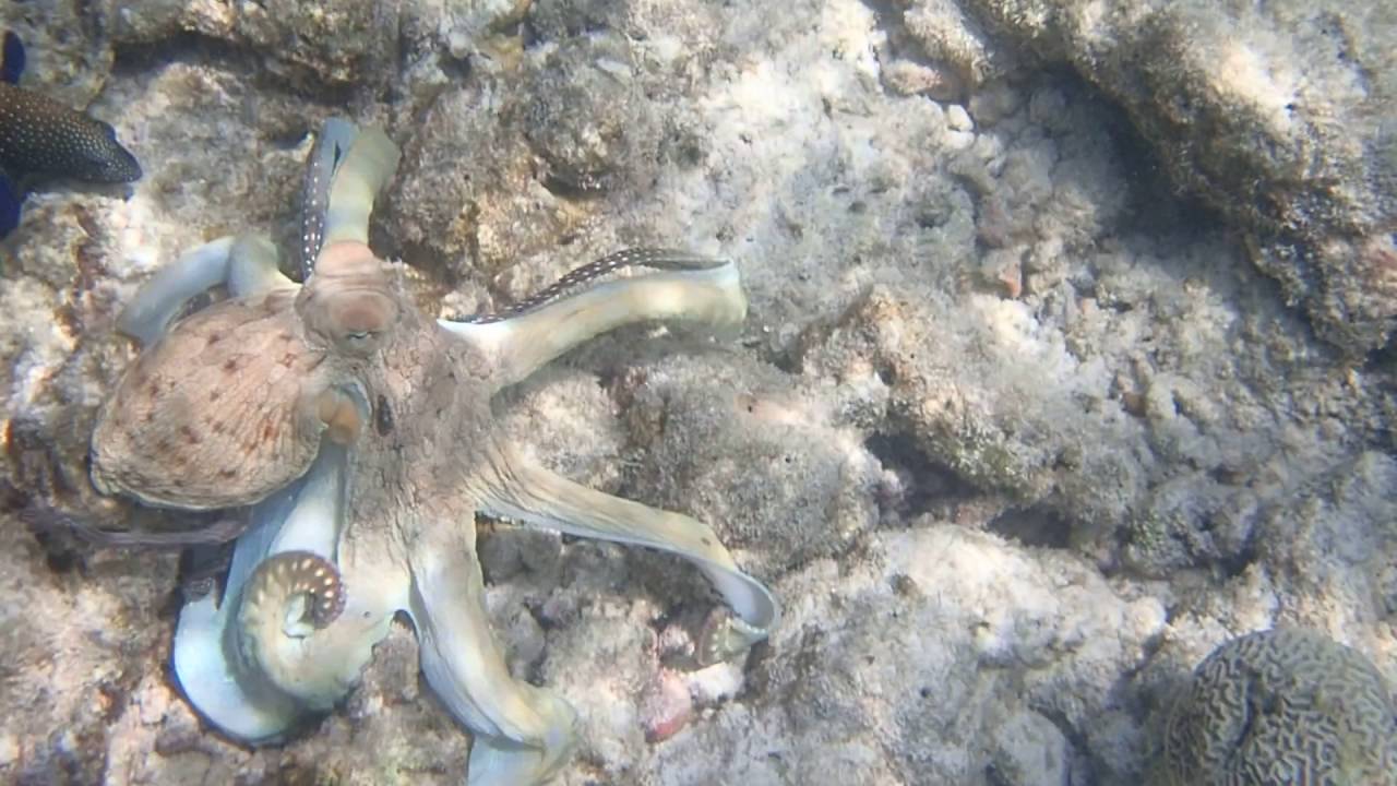 Octopus Maldives - YouTube