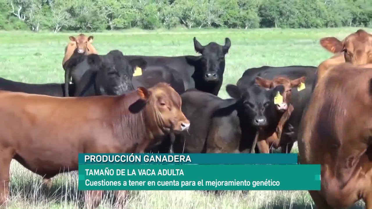El tamaño de la vaca adulta por Laura Macor Medica Veterinaria UNRC ...