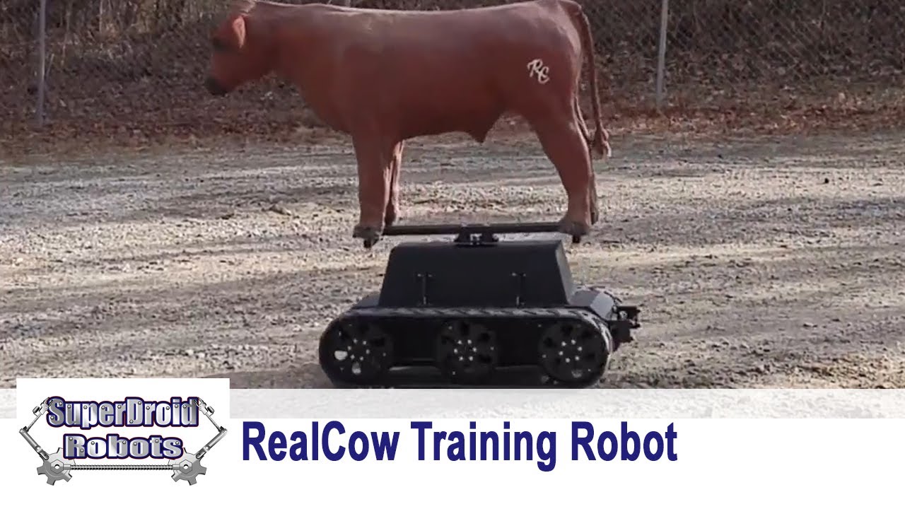 RealCow Training Robot by SuperDroid Robots - YouTube
