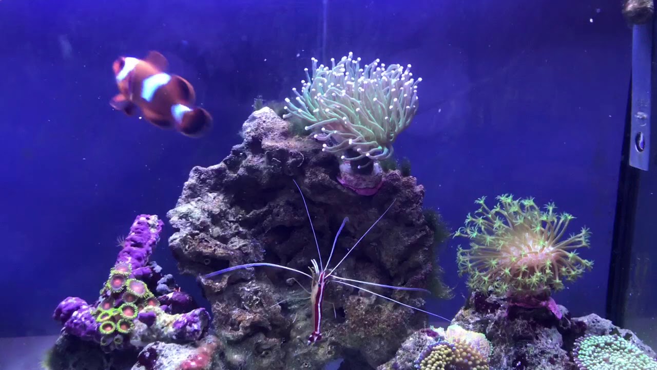Fluval Spec V Reef Tank - YouTube