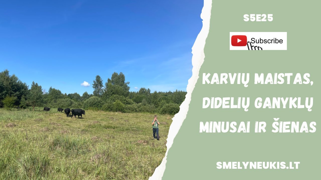 Karvių maistas, didelių ganyklų minusai ir šienas S5E25 - YouTube