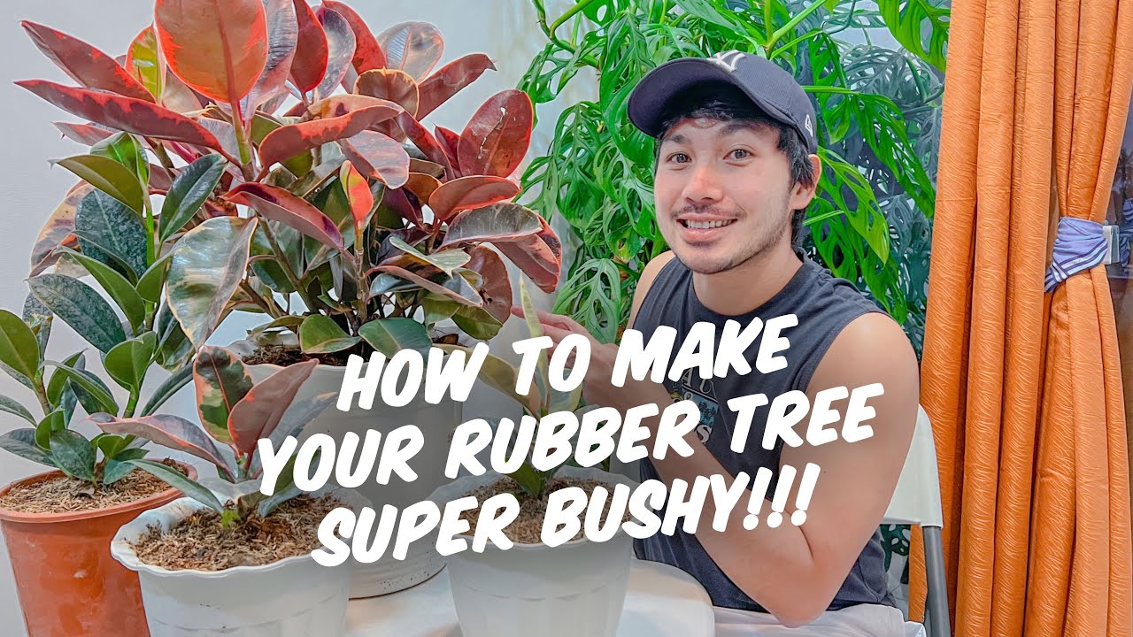 TIPS AND TRICKS TO MAKE YOUR RUBBER TREE SUPER LUSH AND HEALTHY! - YouTube