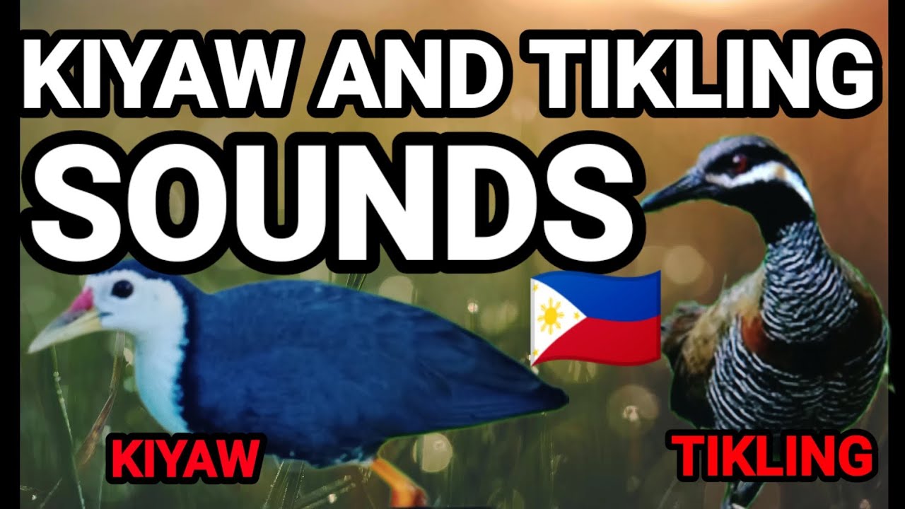BIRDS SOUND IN THE PHILIPPINES, KIYAW AT TIKLING, VISAYA NA PANGALAN ...