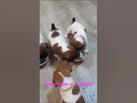 щенки джек-рассел СУХОЙ КОРМ первый раз кушают - YouTube