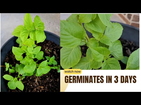 Super Easy method to plant SCENT LEAF (Nchanwu 🍃 Efinrin) || Germinates ...