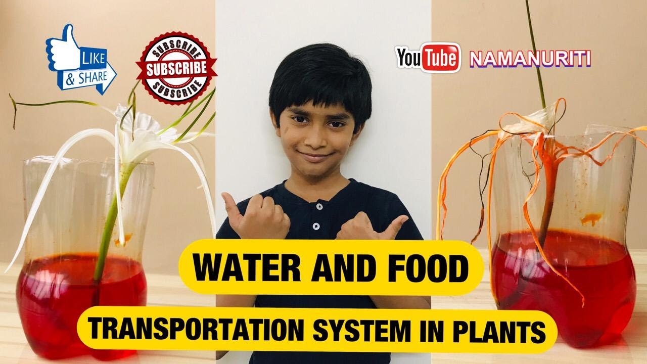 Transportation System In Plants
