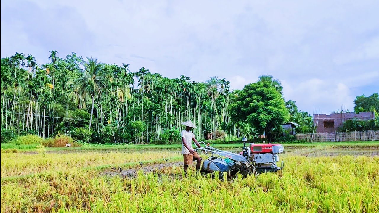 Cultivation of AUS Paddy With kamco ER-90 / The Land is Fertile with ...