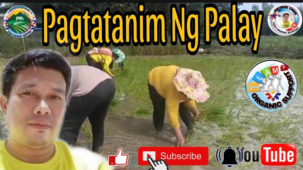 Pagtatanim ng Palay - YouTube