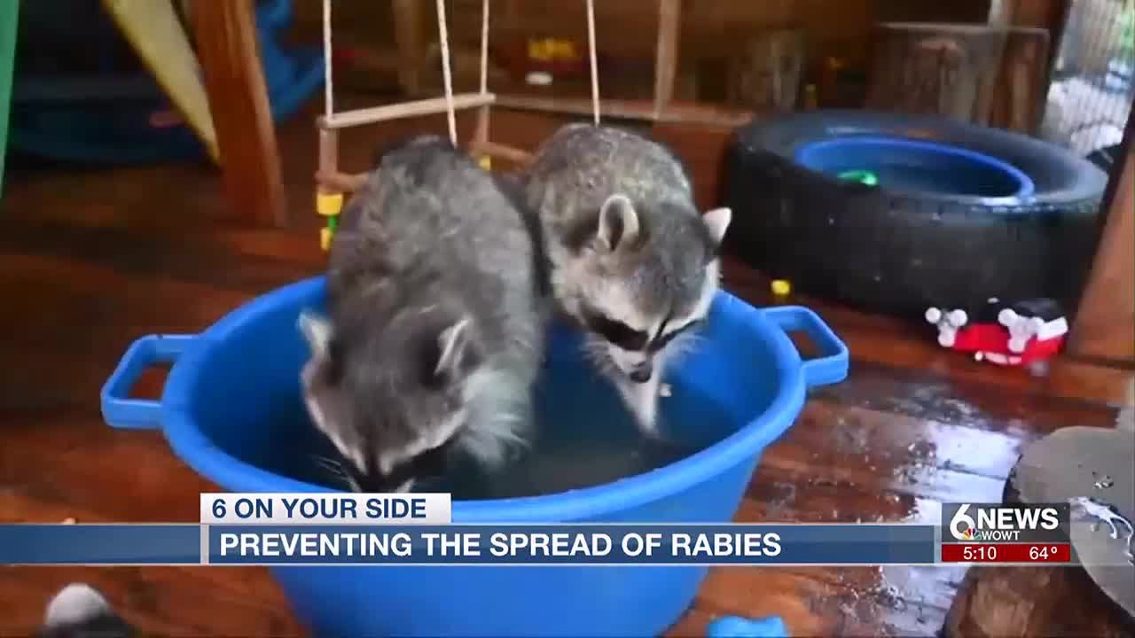 Omaha health experts warn against rare case of rabies - YouTube