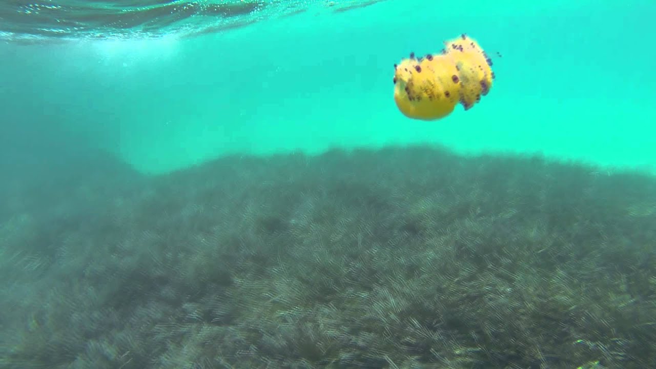 Jellyfish in Greece - YouTube