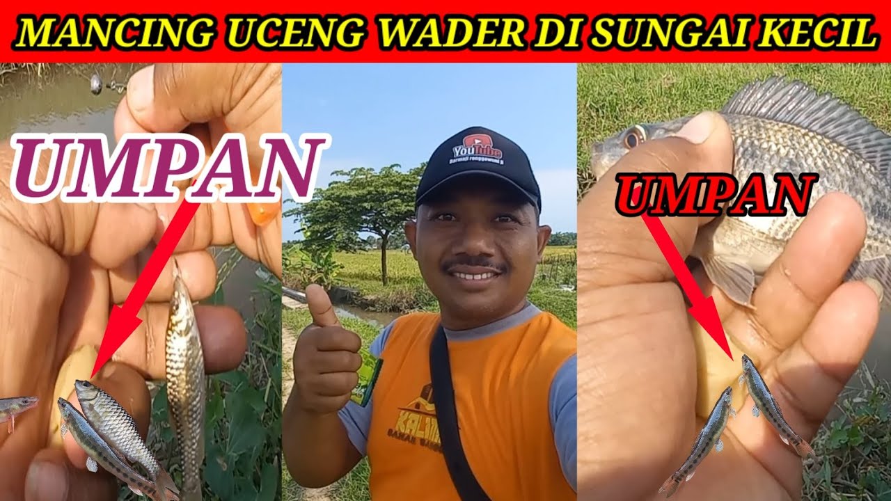Umpan Jitu Mancing Ikan Wader dan Uceng Paling Murah di Sungai Tengah Sawah - YouTube