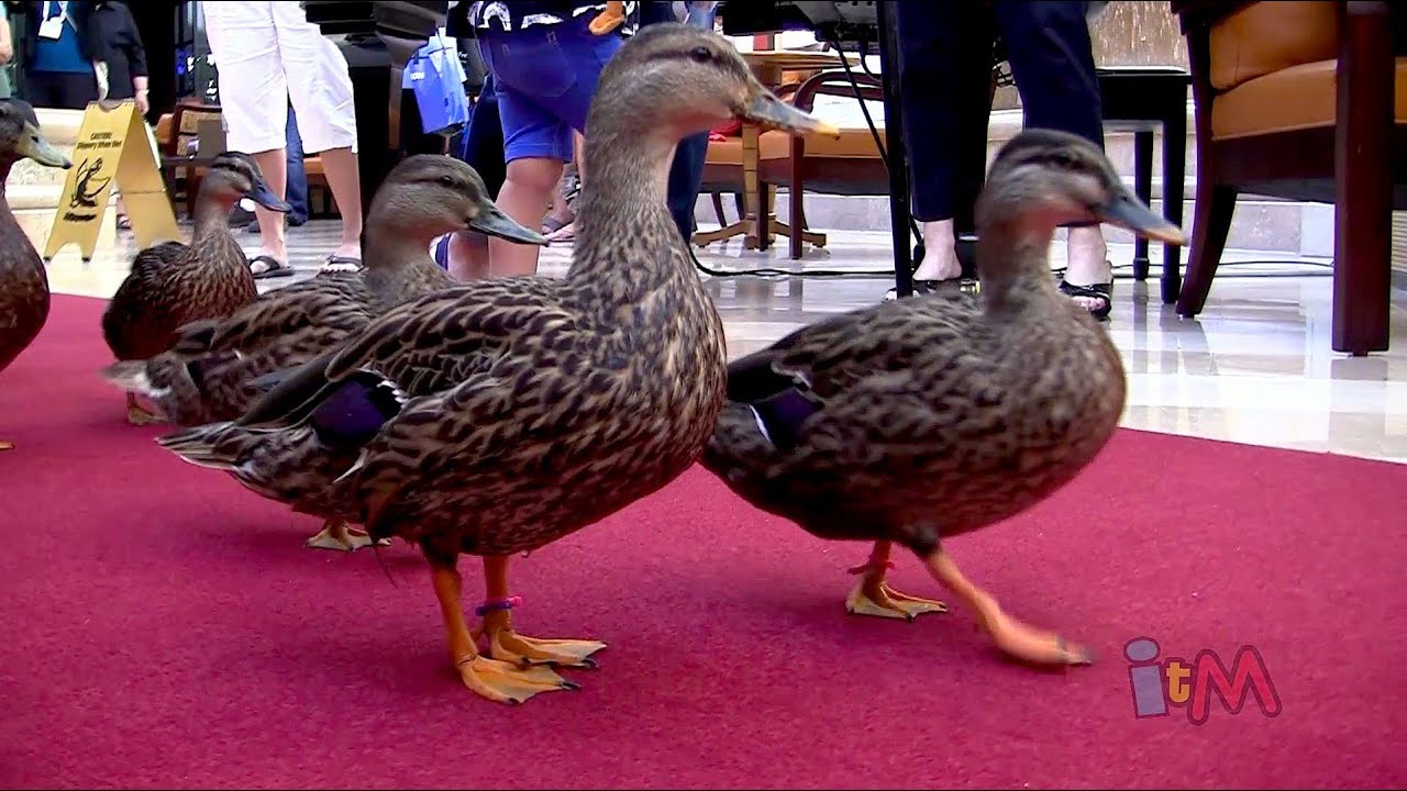 Peabody Orlando ducks march down red carpet - YouTube