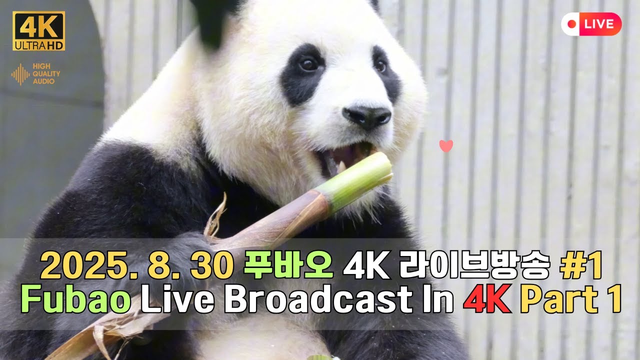 8월 30일의 푸바오의 오전을 4K 고화질 고음질 방송으로 만나보세요.(4K Fubao Live Broadcasting ...