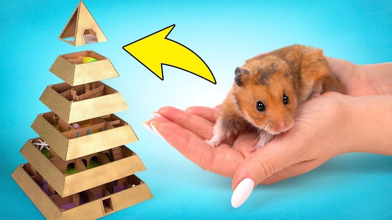 🐹 WORLD'S LARGEST HAMSTER MAZE -Obstacle course! - YouTube