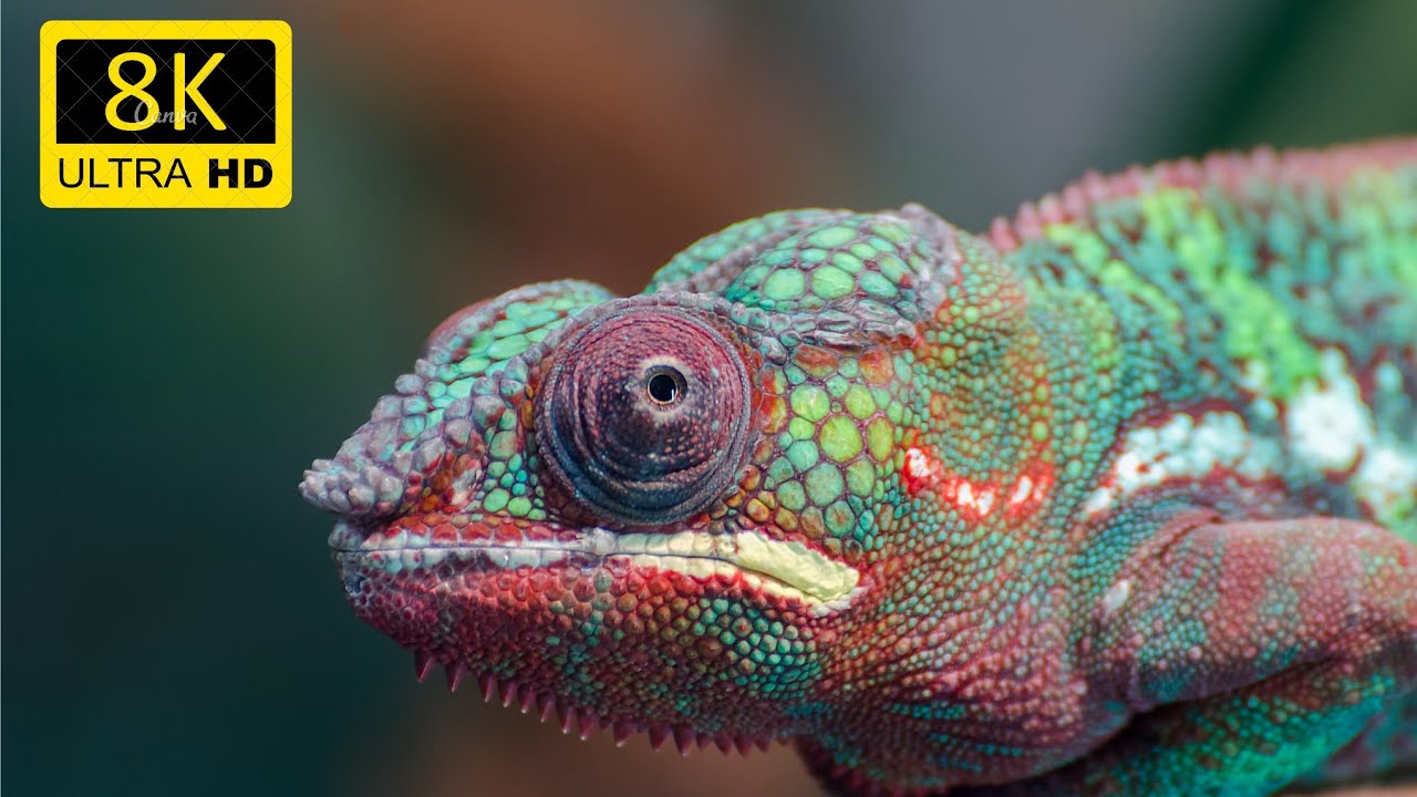 A Small Slow-Moving Old World Lizard - YouTube