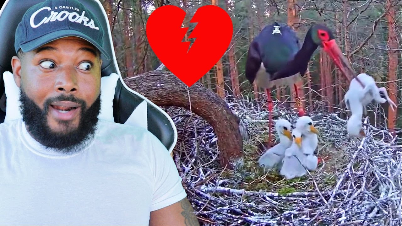 Worst Animal Parents REACTION YouTube worst-animal-parents-reaction-youtube