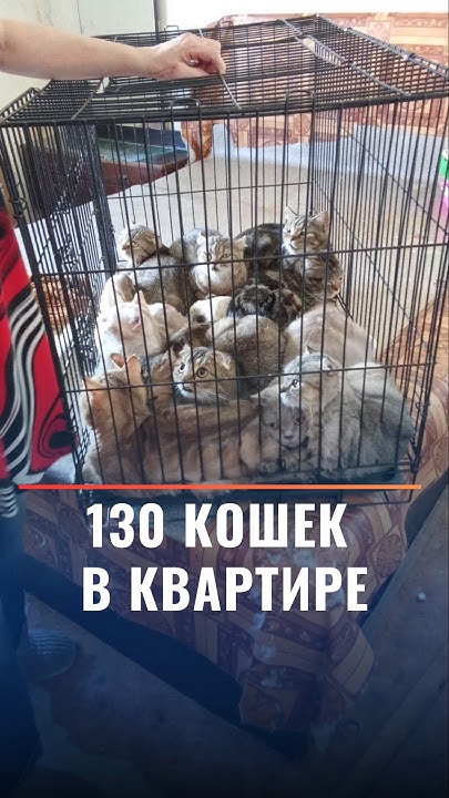 130 кошек в квартире #новости #узбекистан #животные #shorts - YouTube