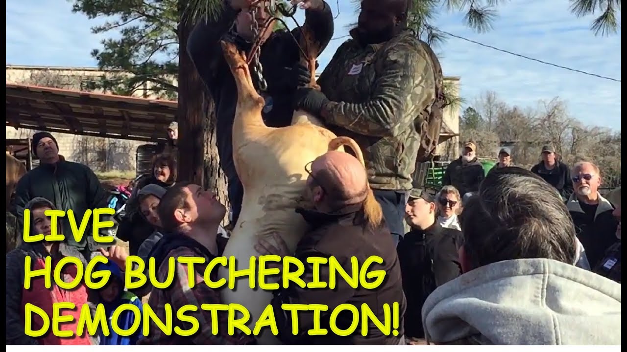 Annual Hog Butchering Demonstration at the Old South Farm Museum - YouTube