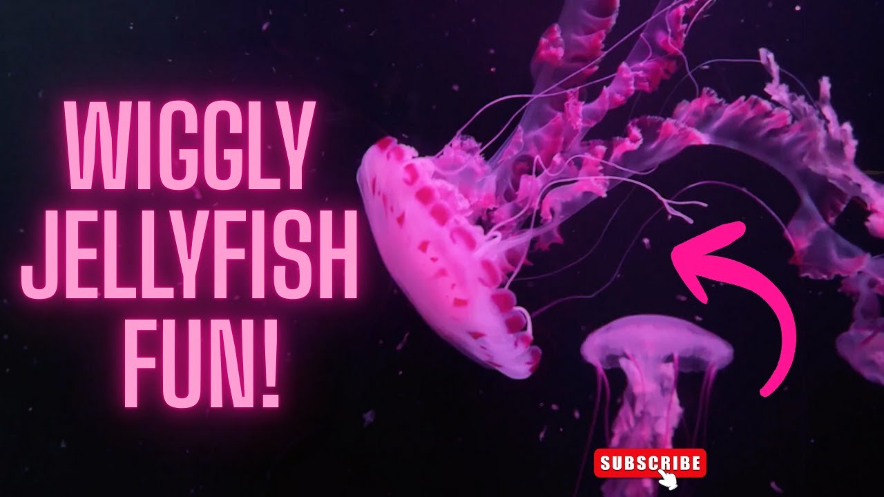 Jellyfish Ocean Song 🪼 | Under the Sea Song for Kids - YouTube