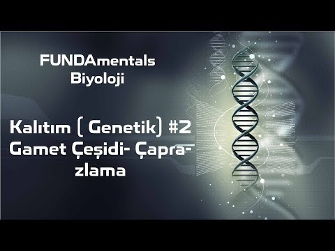 Kalıtım ( Genetik) #2 Gamet Çeşidi- Çaprazlama