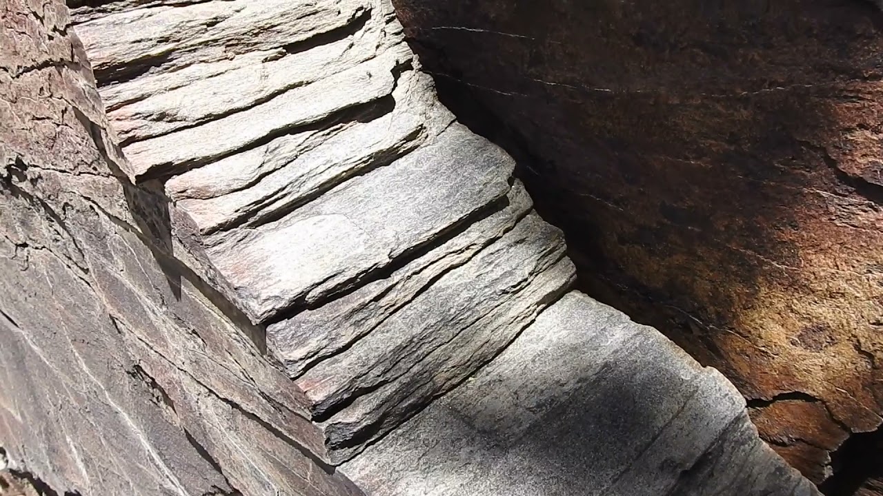 Biblical Tree Remains, Mountain Lion watching me and my dogs - YouTube