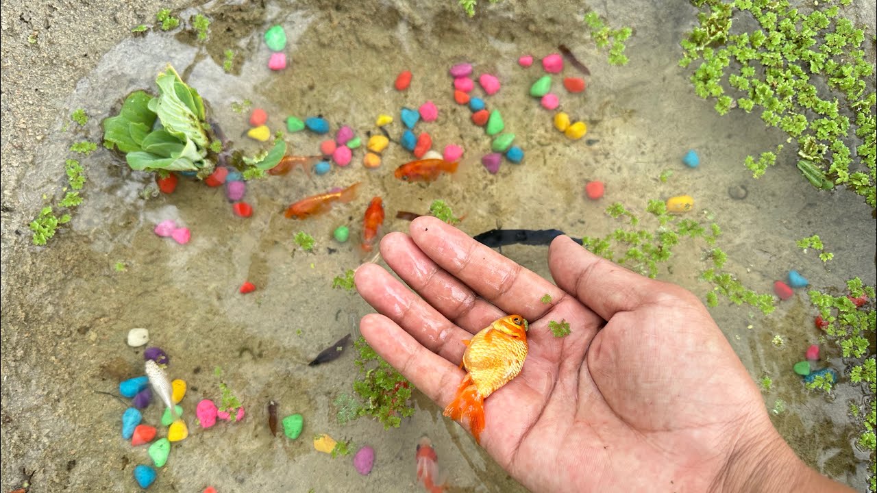 Wow great to catch gold fish - YouTube