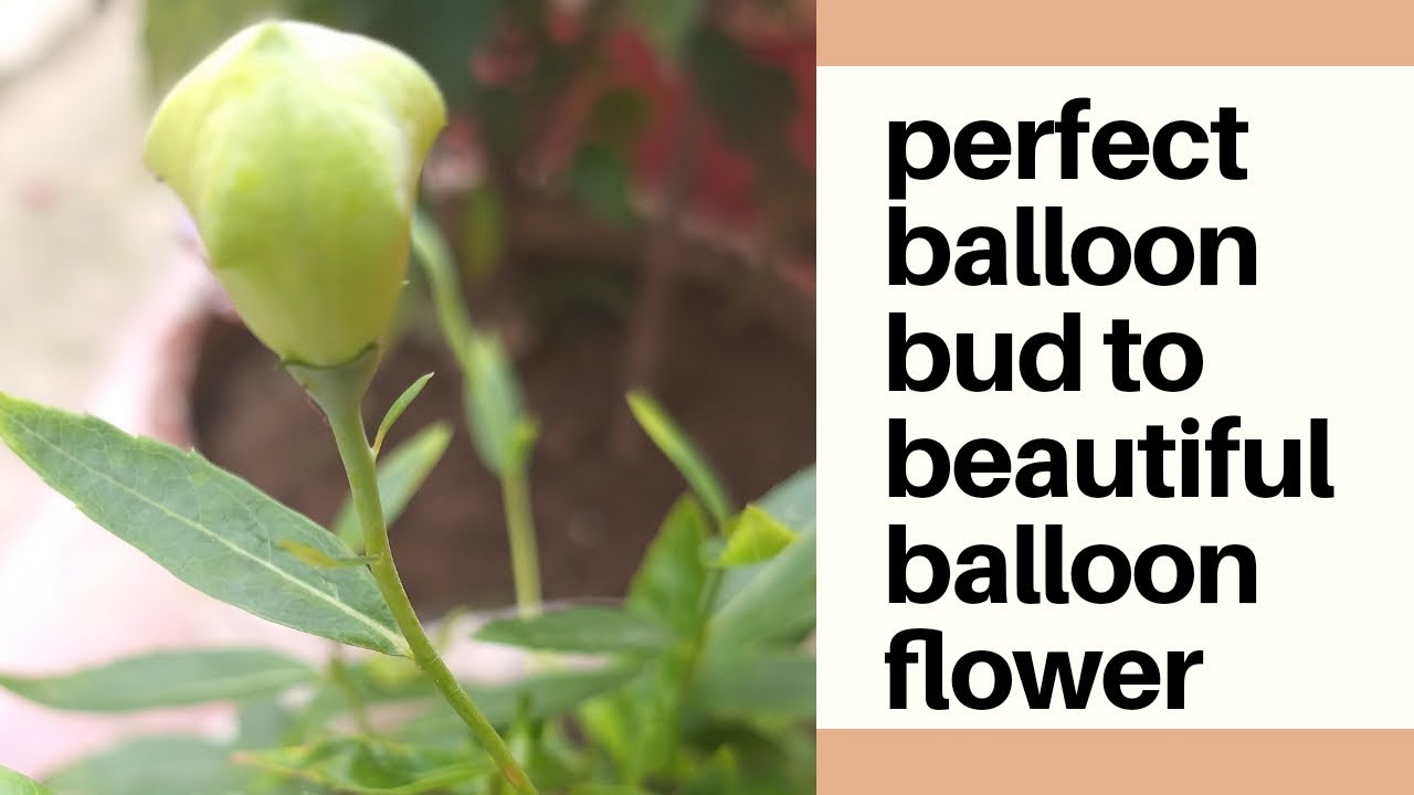 Perfect balloon bud to beautiful balloon flower/ short time lapse/fuji ...