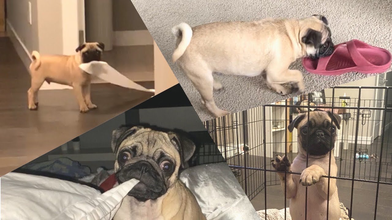 My Pug Puppy Being Mischievous For 2 Minutes Straight - YouTube