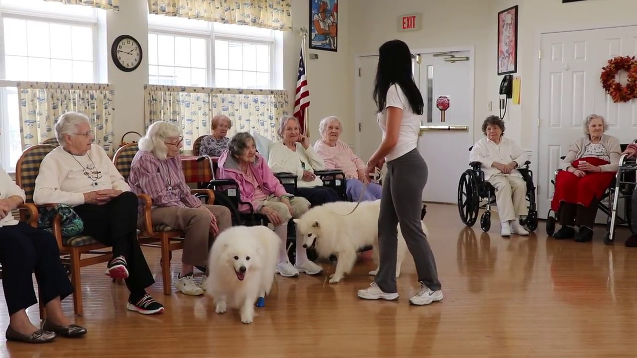 Dog with Degenerative Myelopathy who had a spinal stroke resuming ...