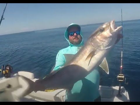 Amberjack on live bait - YouTube