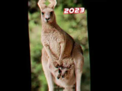 2023_KANGAROO_vs_5000_bce_KANGAROO_%F0%9F%A6%81_Part_2_Mythical_old_to ...