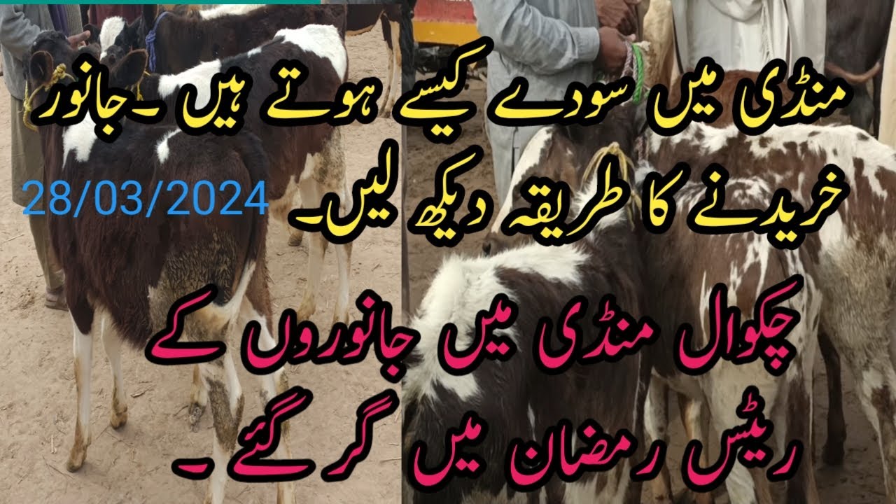 Low price Animals in Chakwal Mandi. Katta farming and bachra farming ke ...