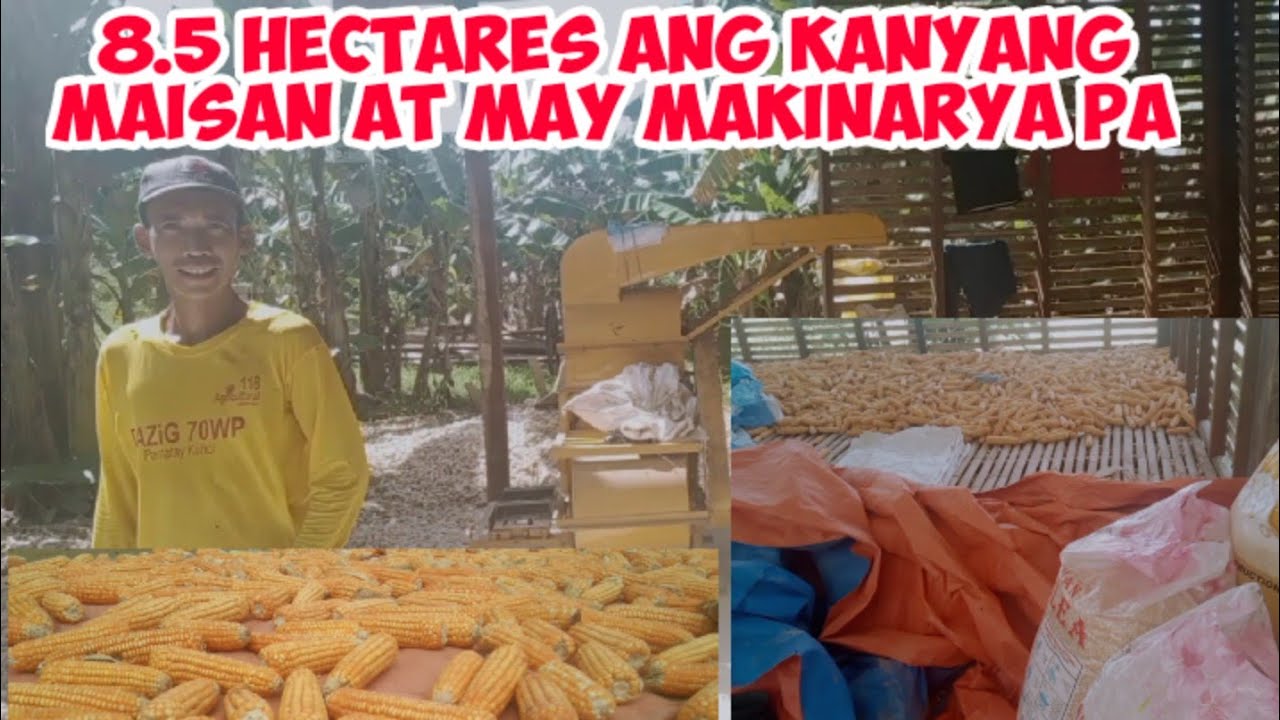 8.5 HECTARES ANG KANYANG MAISAN AT BUMILI PA SIYA NG MGA MAKINARYA AT ...