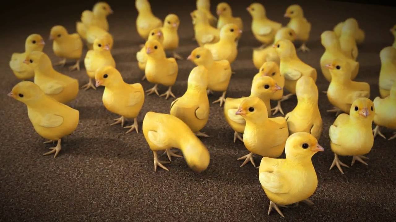 Benefits of Coccivac Vaccines in Coccidiosis Management - YouTube