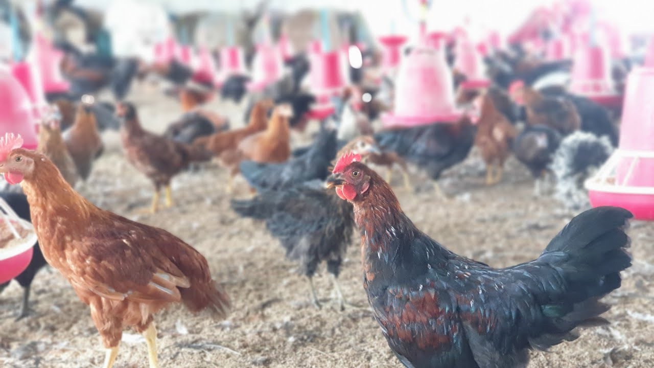 DP Desi Poultry A Popular Poultry Farming - YouTube