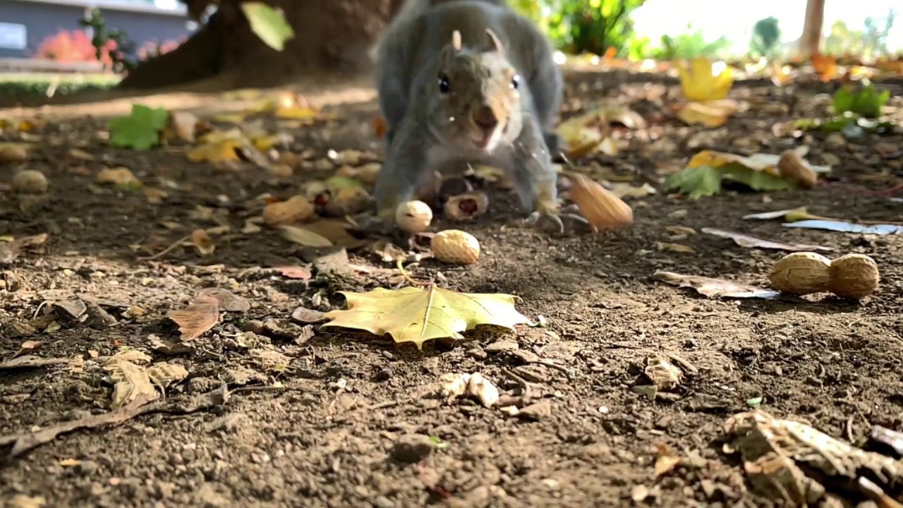Squirrel Attack | Original - YouTube