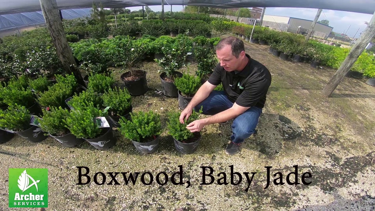 Baby Jade Boxwood - Archer Services - YouTube