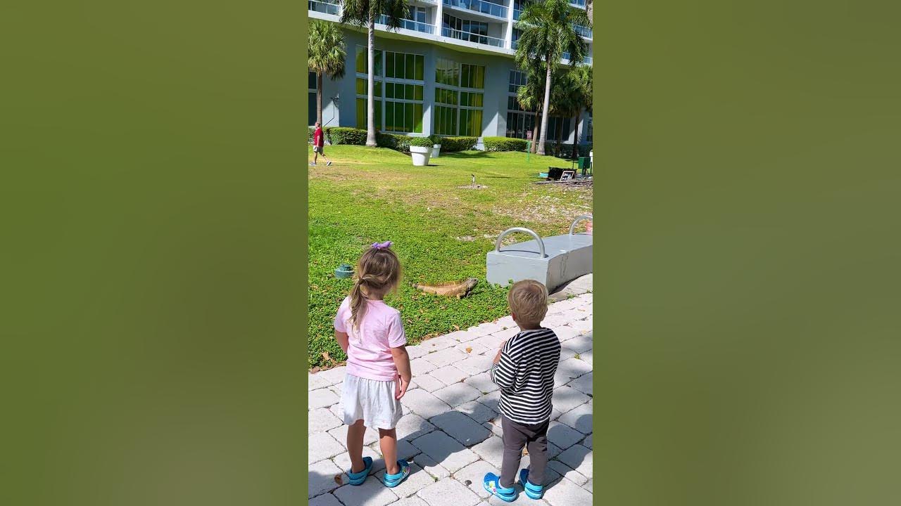 Baby Cute Walks! Reptilian Encounter: Kids' Amazing Iguana Sighting - YouTube