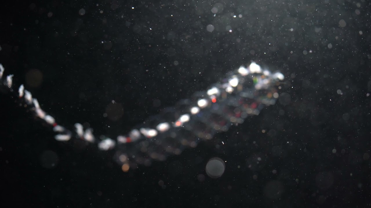 MCMEC2019 20191129 SONY Pyrostephos vanhoeffeni b 6 - YouTube