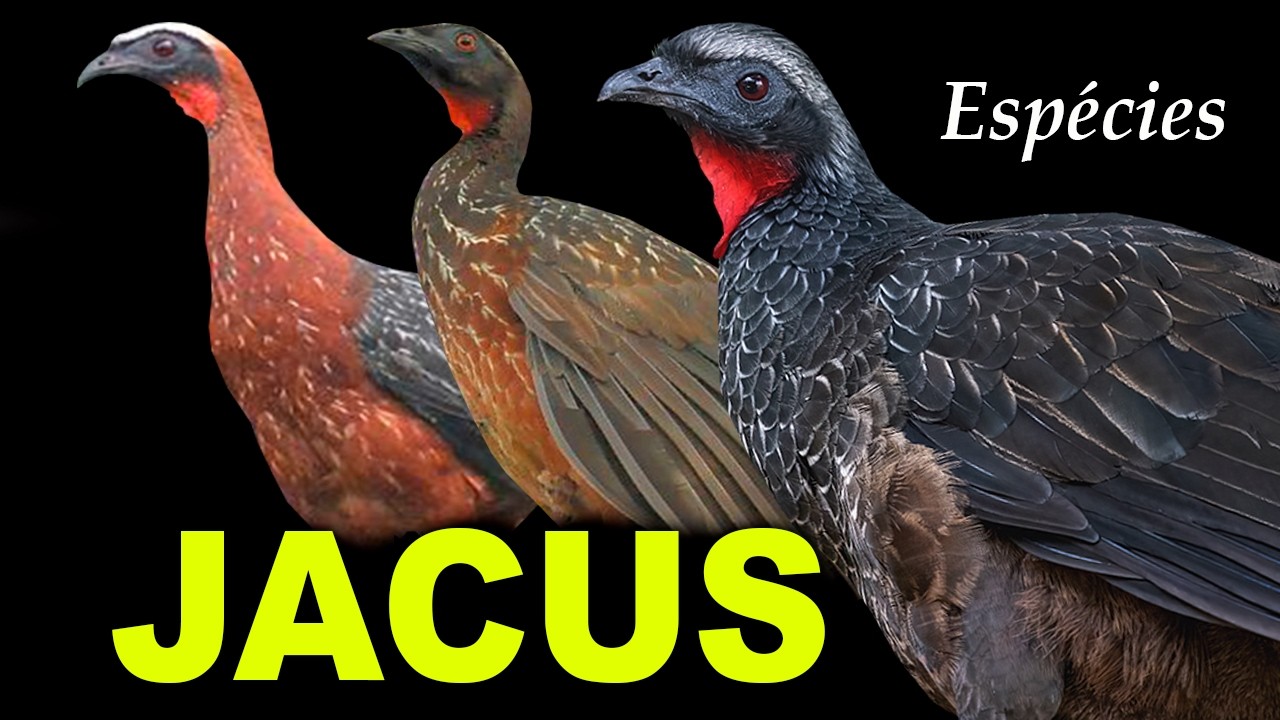 JACUS do BRASIL | jacu, jacuguaçu, jacupemba, jacumirim, Jacupiranga ...