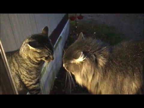 Two Cats arguing with each other - YouTube