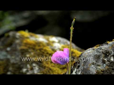 Meconopsis grandis in Tibet