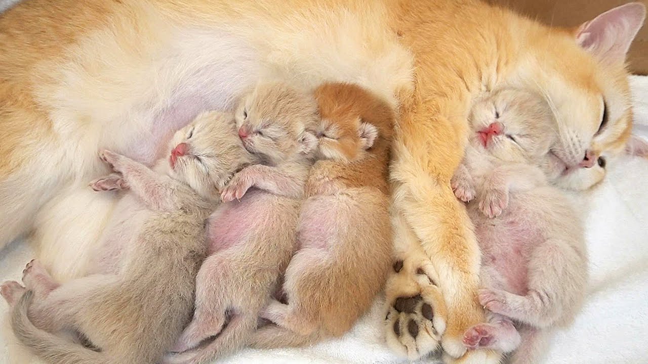 Four kittens have been named 😺 8th days after birth - YouTube