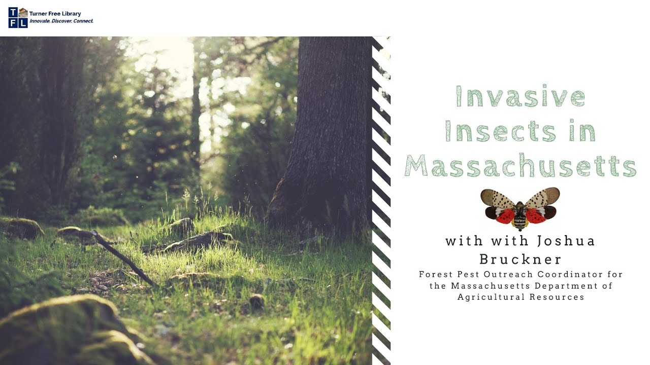Invasive Insects in Massachusetts - YouTube