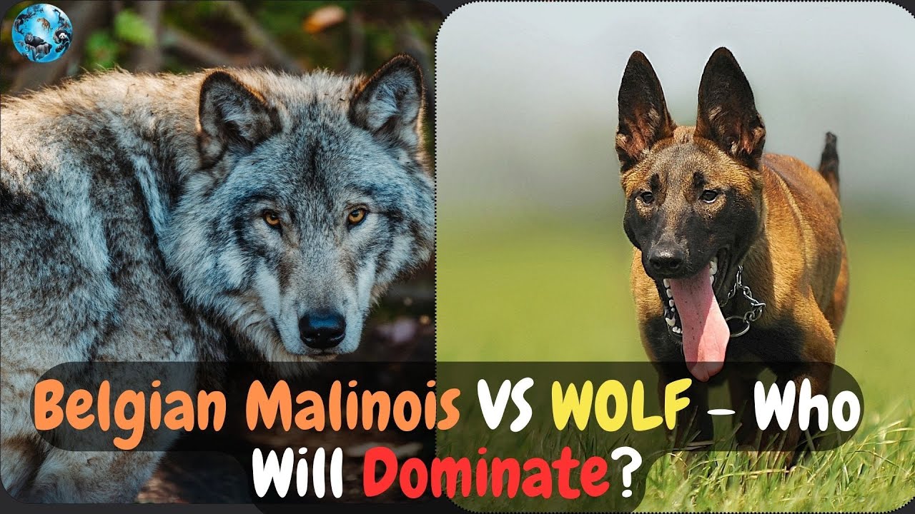 Belgian Malinois VS WOLF - Who Will Dominate? - YouTube