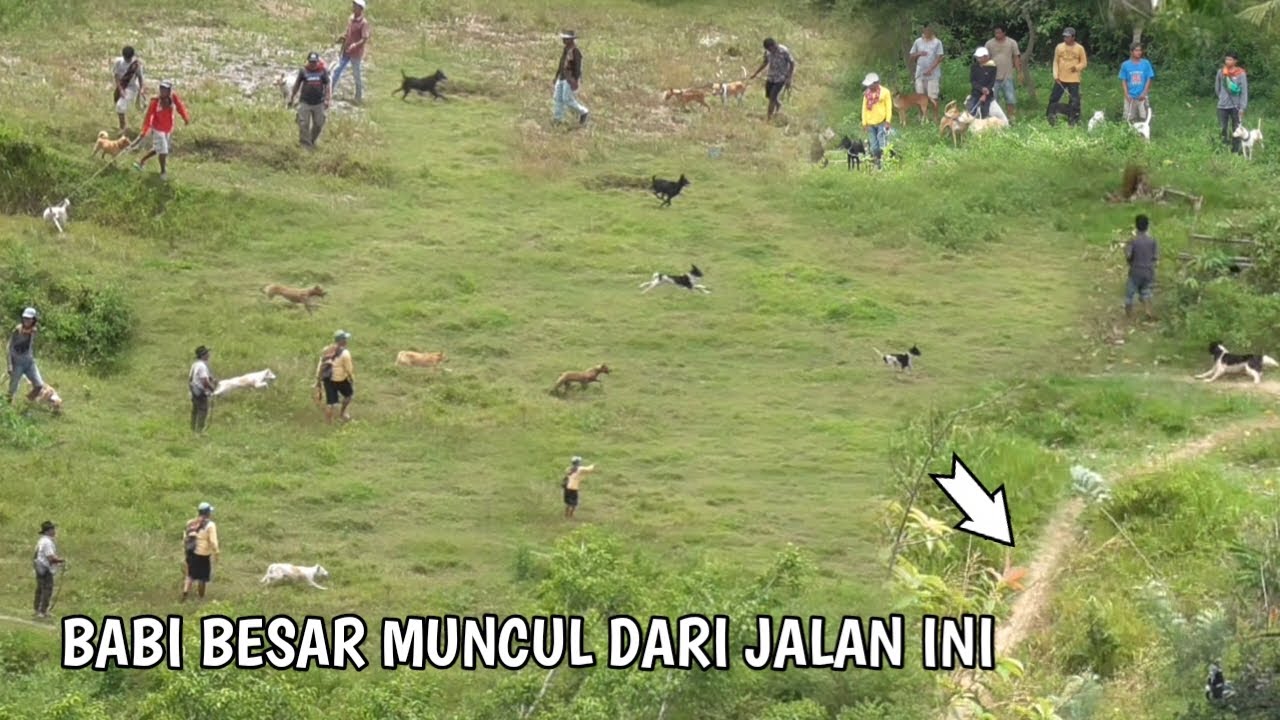 BABI BESAR LARI KE TEPI SAWAH || MONSTER OF WILD BOAR || - YouTube
