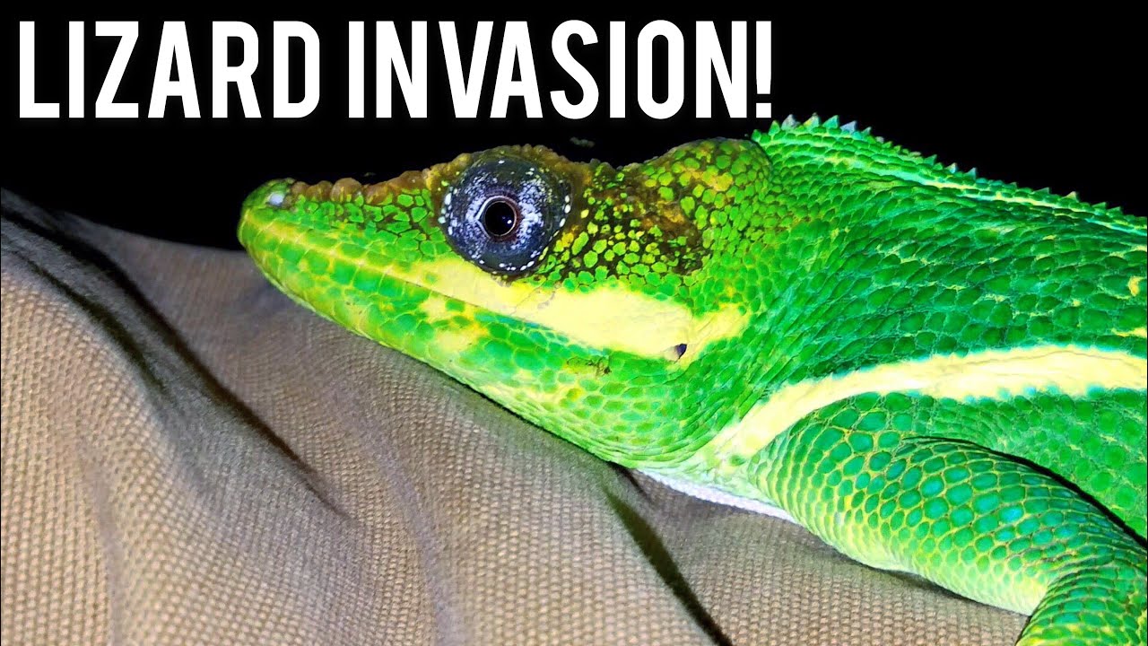 EXOTIC LIZARDS!! - YouTube