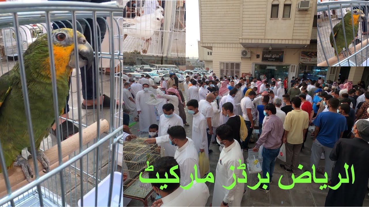 Riyadh Birds Market Visit & Price Update In Hindi | Urdu - YouTube