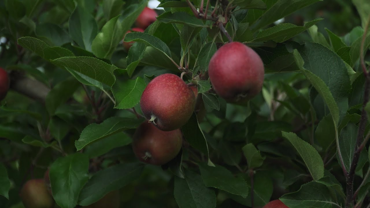 SAPO Trust | Bigbucks Thinning - YouTube